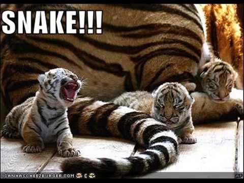 LOL Tigers - YouTube