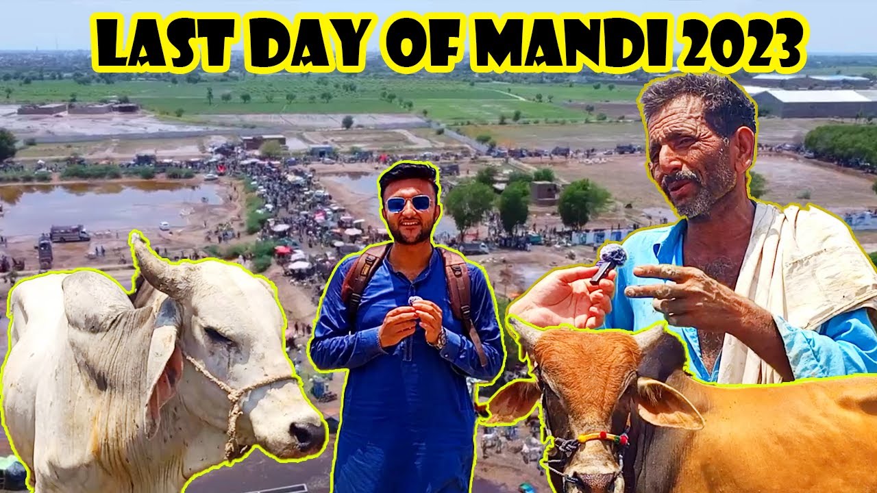 Last Day of Mandi 2023 || Mirpurkhas Cow Mandi 2023 || Bakra Mandi ...