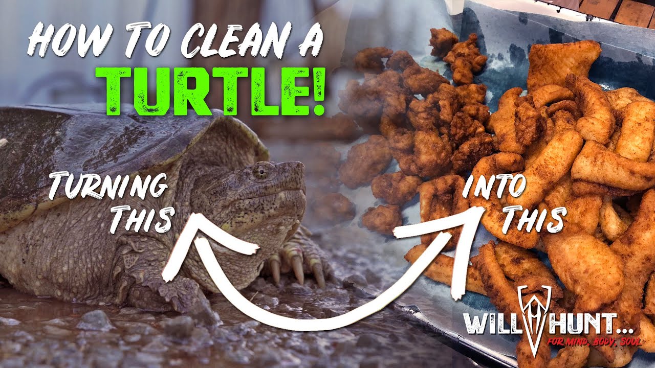 How to Clean a Turtle for Meat - YouTube
