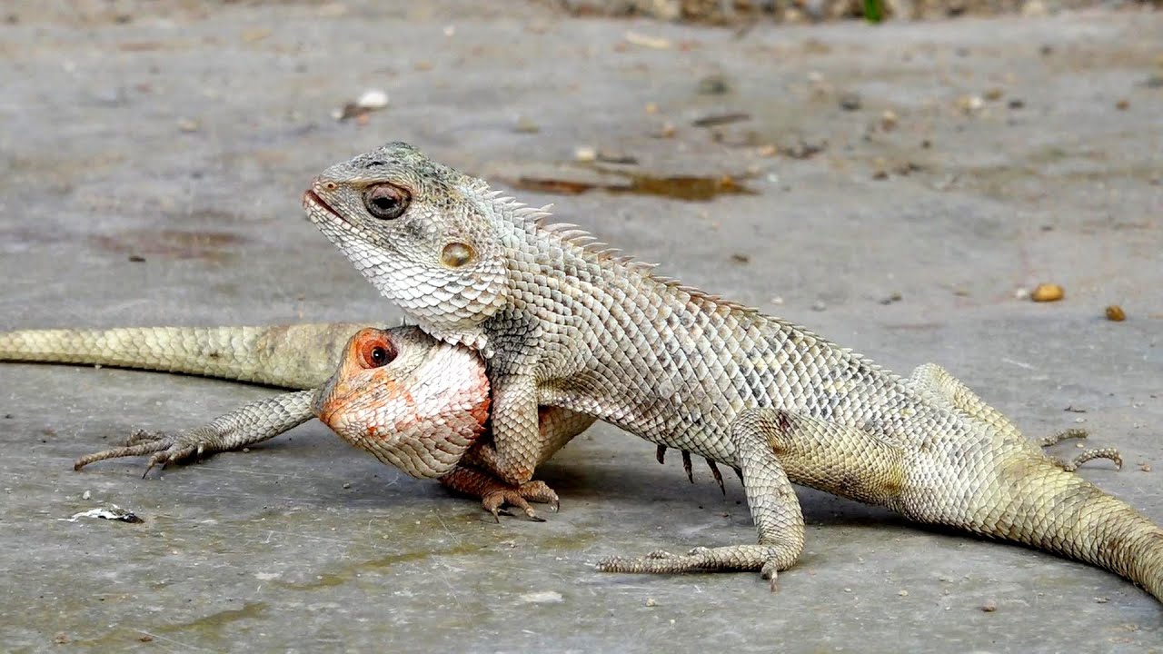 Girgit ka jagda the love apear the moment - YouTube