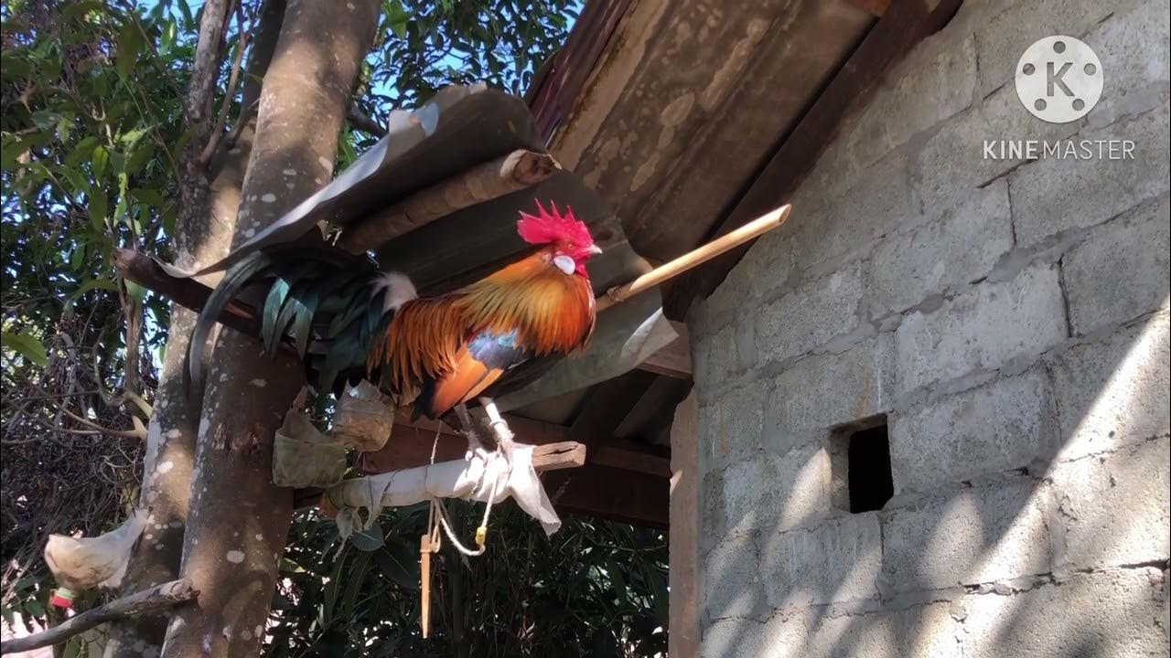 Saib qaib ob tug qaib f2 ua ke nawb - YouTube