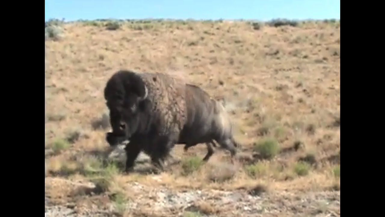 BISON CHARGE - (just a scare...not hit) - YouTube