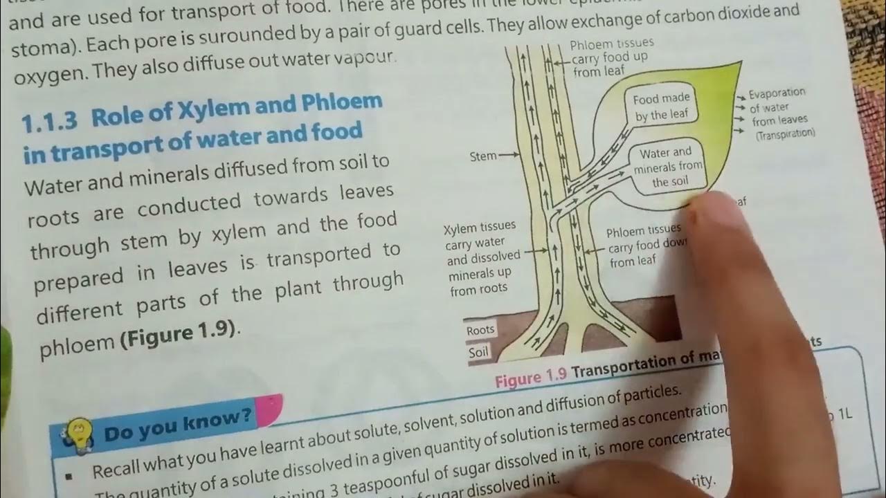 Class 7 science New Book Chapter 1 plant system reading pg 6 and 7 with full explanation - YouTube