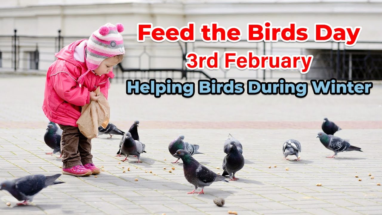 Feed the Birds Day 2025 | Helping Our Feathered Friends - YouTube
