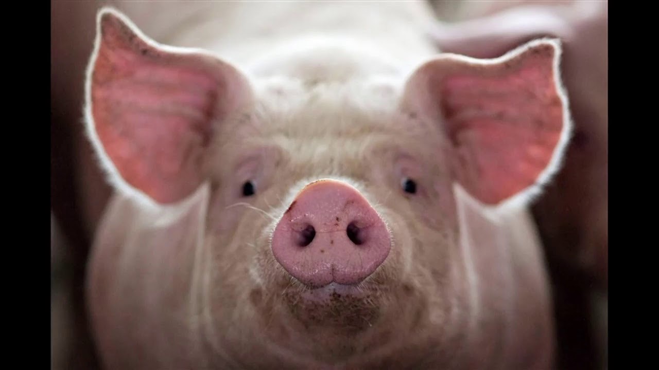 Intimidating Fat Pig - YouTube