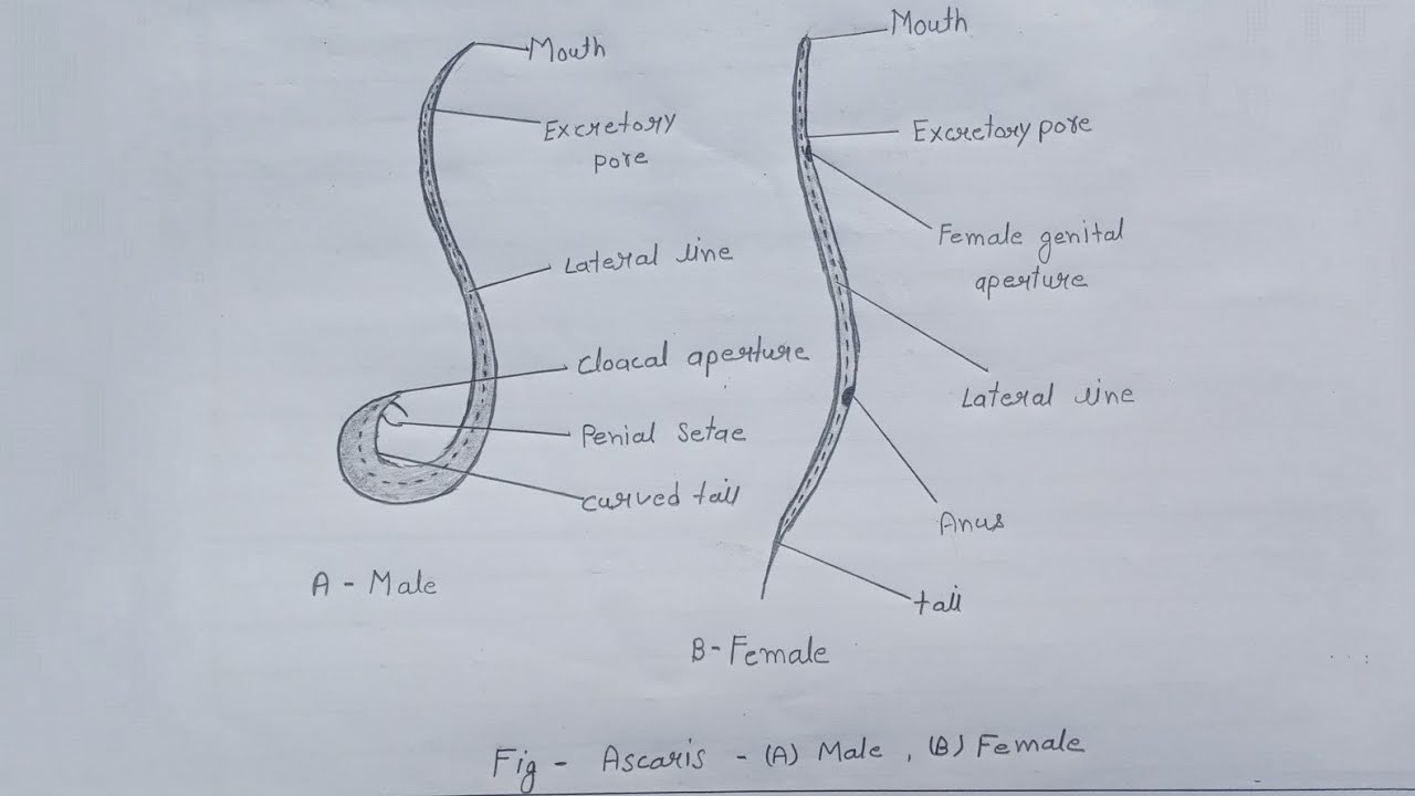 #ascaris : Diagram of ascaris | classification of ascaris | comment of ...