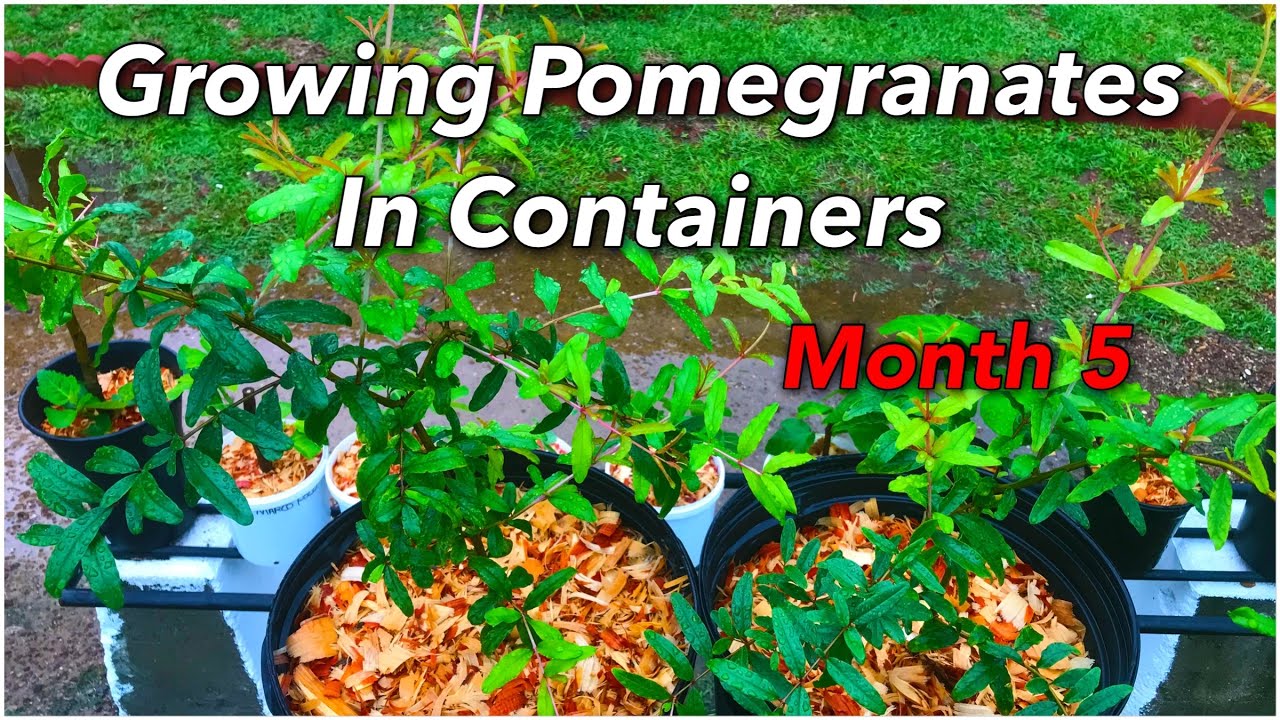 Growing Pomegranate Trees In Containers | Month 5 - YouTube
