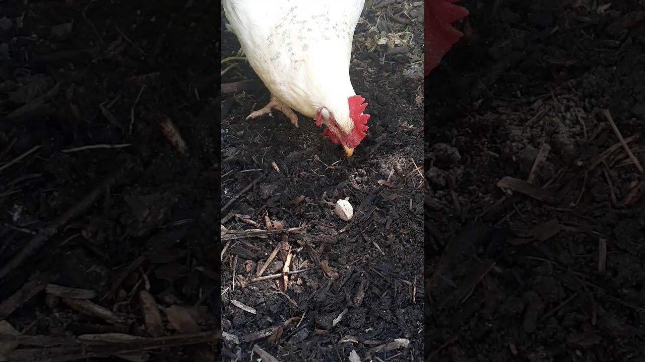 Slugs vs. Salt! See what happens part 2 - YouTube