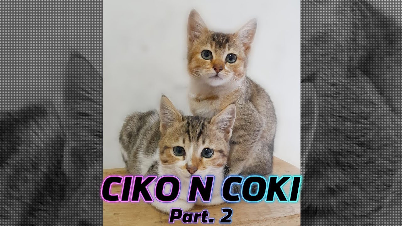 Ciko n Coki | Kompilasi video Tingkah Lucu Kucing Bikin Ngakak part. 2 - YouTube