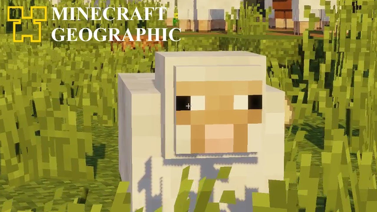 Minecraft Geographic Sheep - YouTube