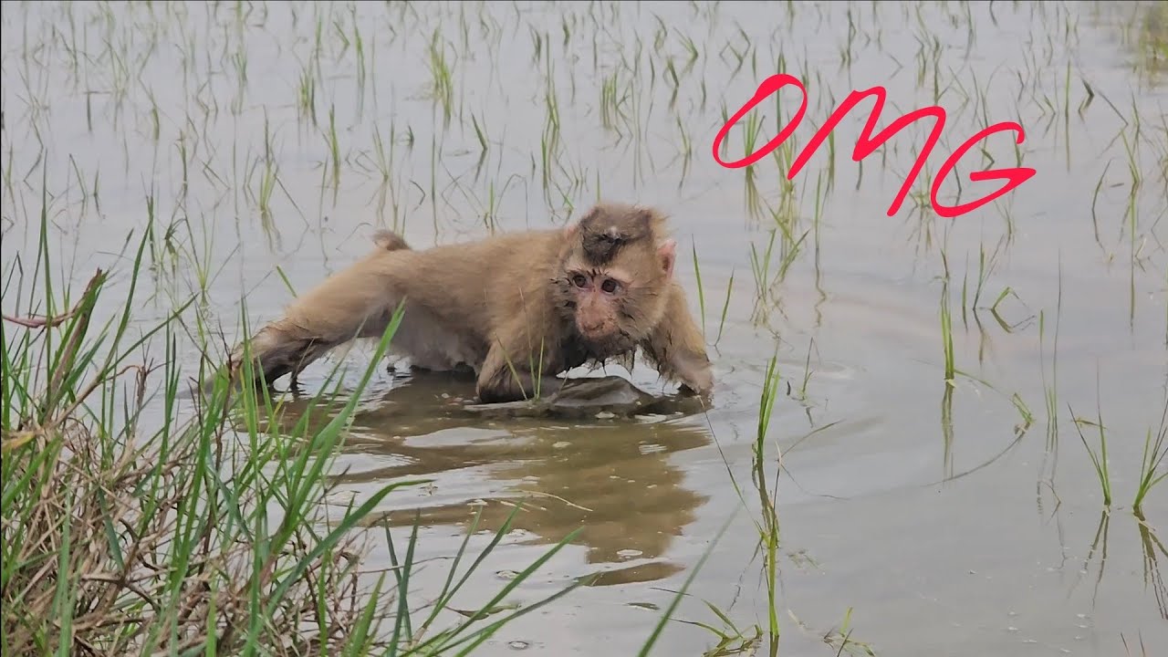 OMG! Lambo overcomes his fear of water, relieves stress with mud - YouTube