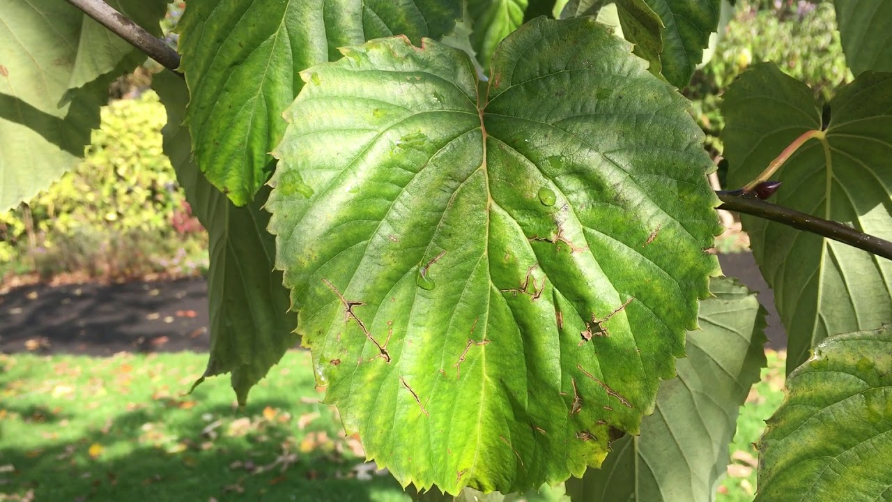 Handkerchief tree - leaf close up - October 2018 - YouTube