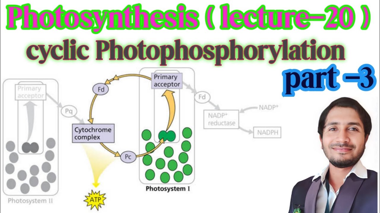 Photosynthesis- lecture -20 ( part-3) cyclic Photophosphorylation ...