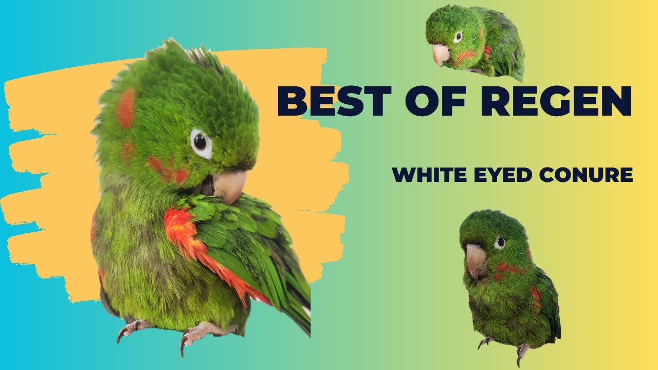 Best of Regen The White Eyed Conure Part 1 - YouTube