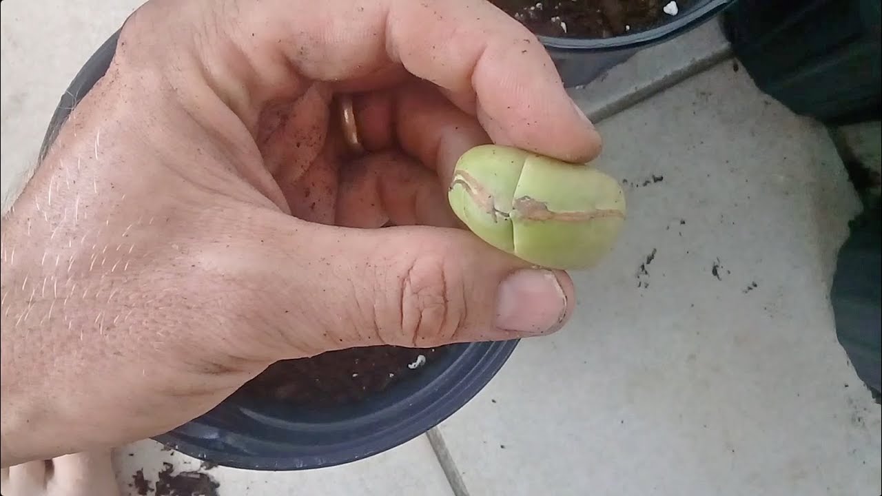 Planting Kola Nuts - YouTube