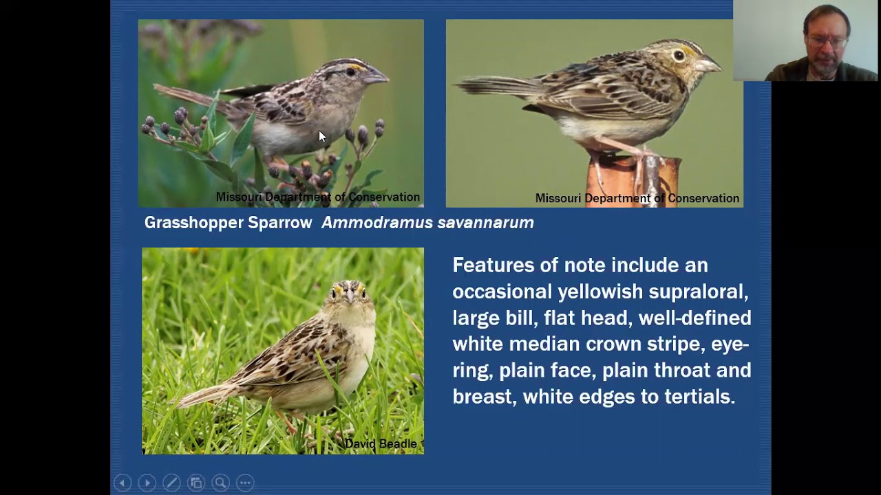 Mini-Tutorial: Three Grassland Sparrows - YouTube