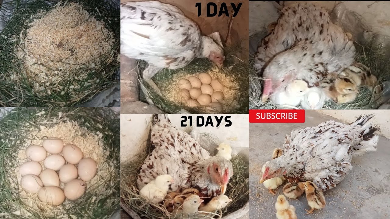 Hen hatching eggs 21 days for the first time | Hen hatching eggs # ...