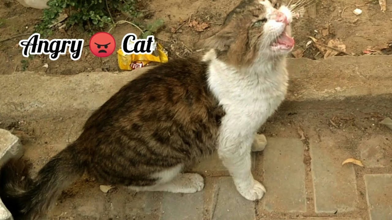 Cute Angry Cat #cute #angry #cat - YouTube