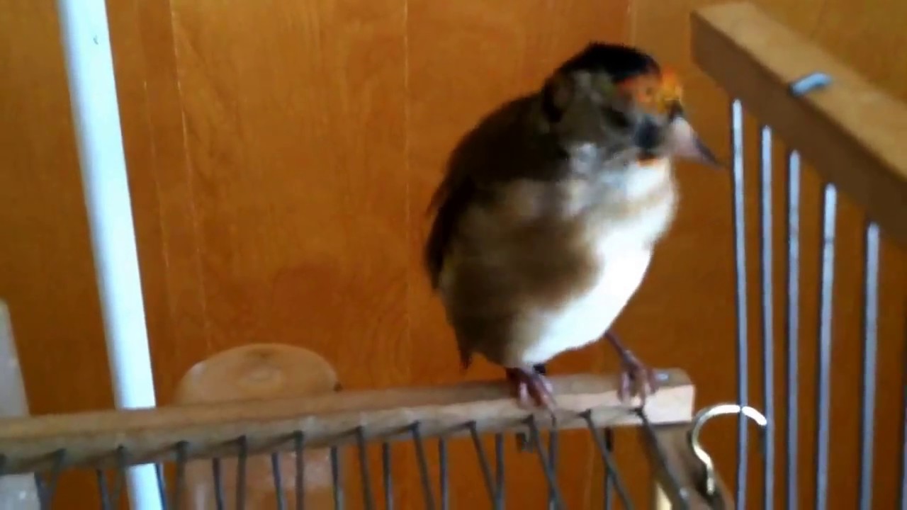 Tame 4month old Euro goldfinch singing - YouTube