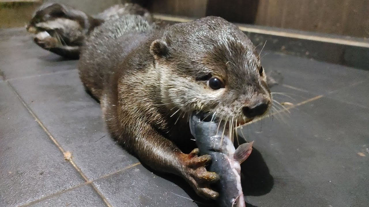 Memberi makan otter Jumbo lucu berang berang 😅🤣|| Otter Aonyx Cinereus ...