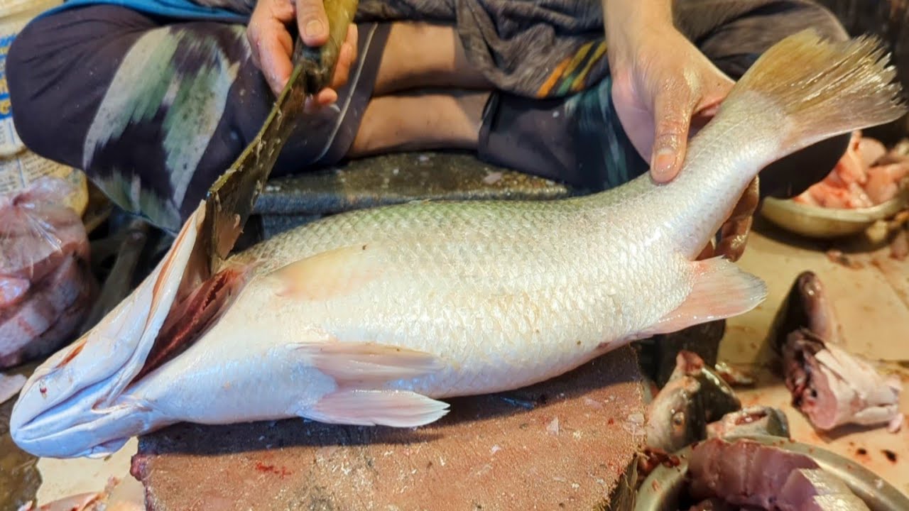 Incredible Huge Bhetki Fish Cutting Live In Fish Market | Fish Cutting ...