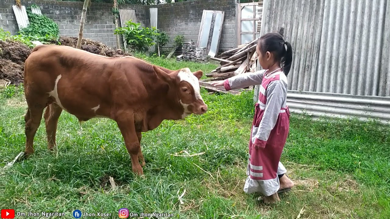 Gadis Kecil Bermain Dengan Anak Sapi Lucu ... - YouTube