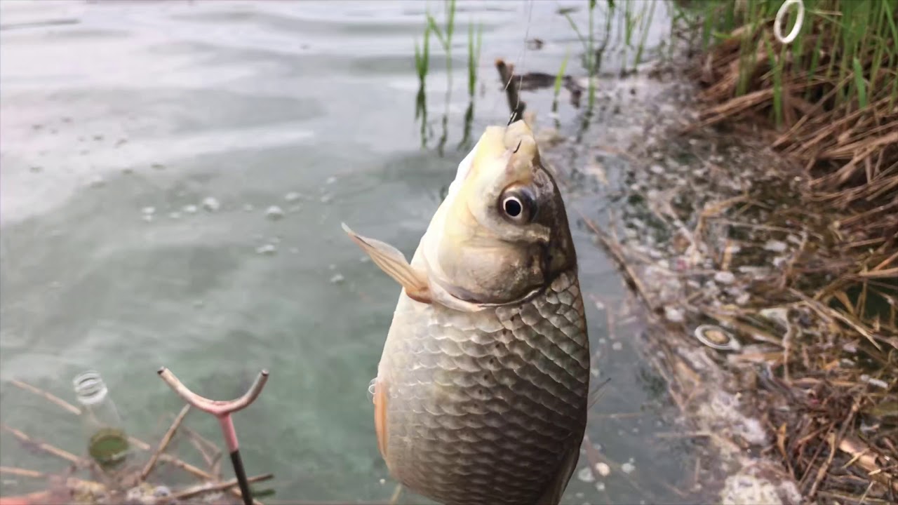 Cea mai buna partida de pescuit pe Cacacioasa(Valcea)-Rooby Channel ...