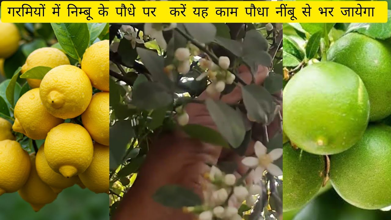 नींबू से गर्मी में ज्यादा फल कैसे ले ।। पौधे पर नींबू आएगा | Best ...