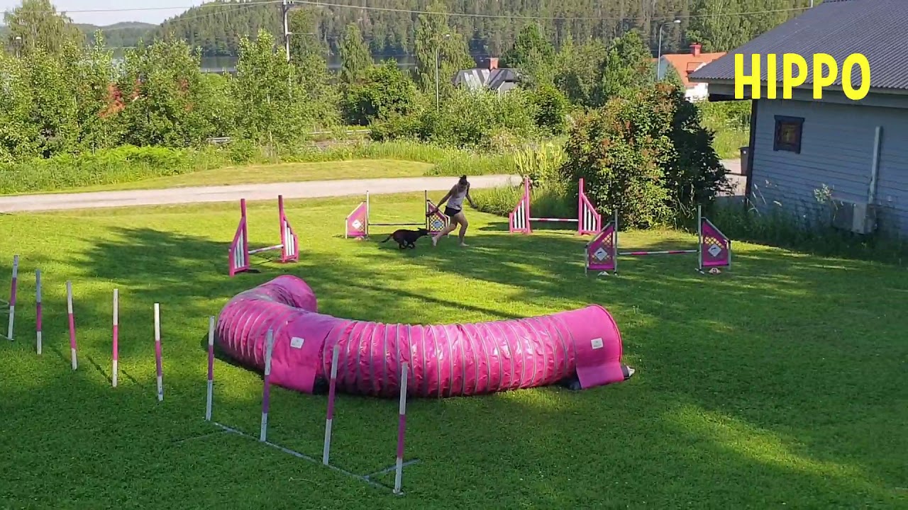 Hippo agilitytraining 24/6-2020 - YouTube