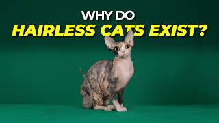 Are Hairless Cats Natural - And Why Are They So Controversial?