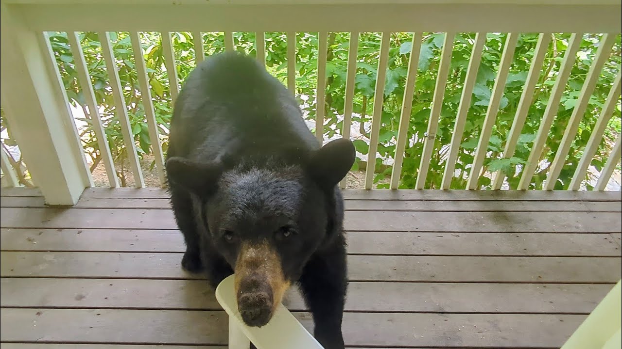 Bear Ruby and Crew — Tricksters - YouTube