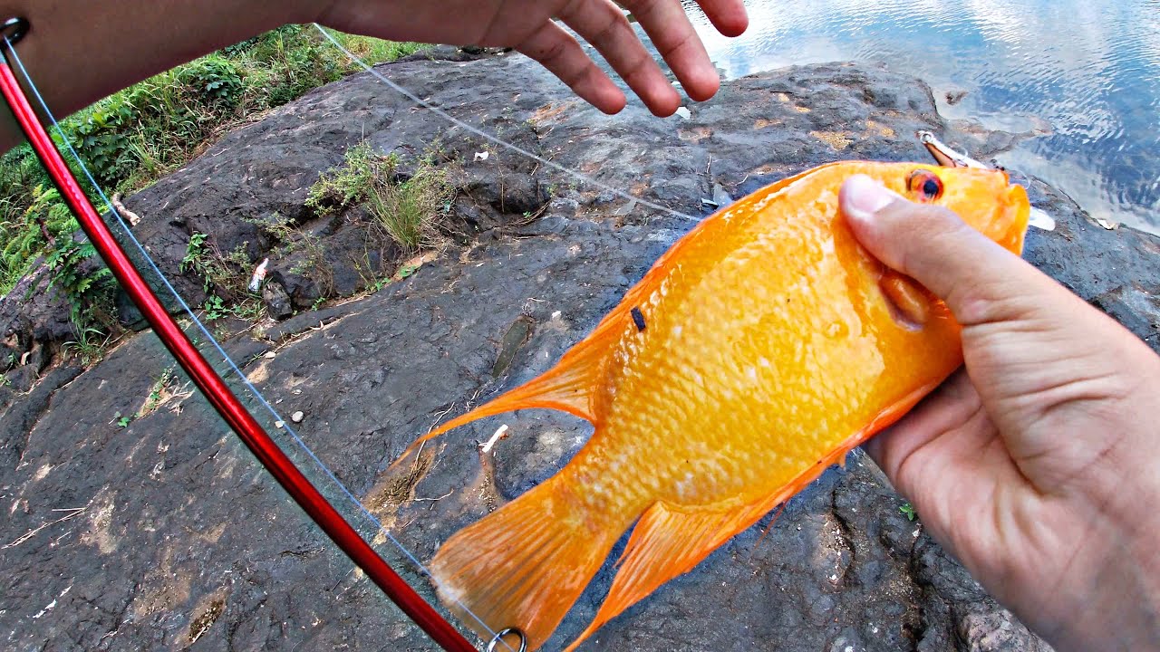 Pesca de red devils y chopas en Río de Puerto Rico - YouTube