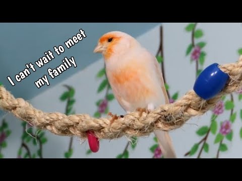 Starburst the Canary meets the Rest of the Flock - YouTube