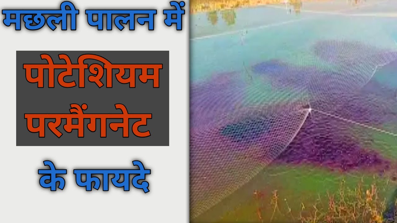 How To Use Potassium Permanganate In Fish Pond | Importance Of ...