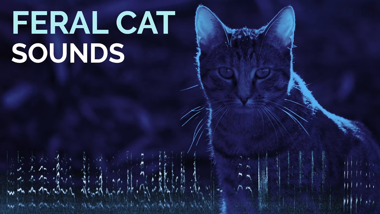 Feral Cat Sounds - The sound of cats fighting, yowling & hissing at ...