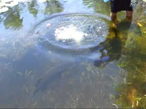 Barramundi Fish Feeding Territory Manor NT - YouTube