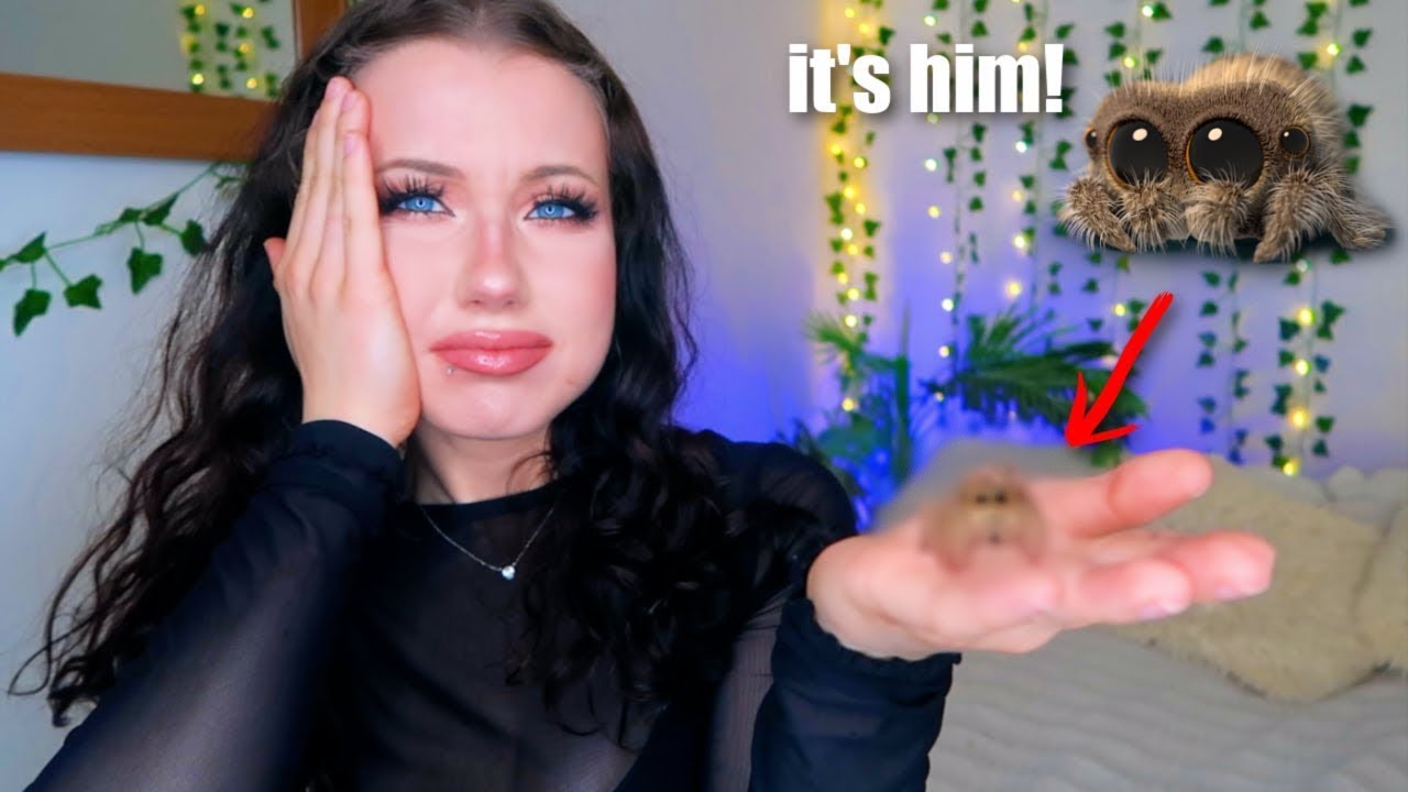 i bought the REAL LIFE lucas the spider to get over my arachnophobia 🕷🕸 ...