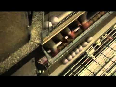 Chore-Time® Egg - Feeding Systems - YouTube