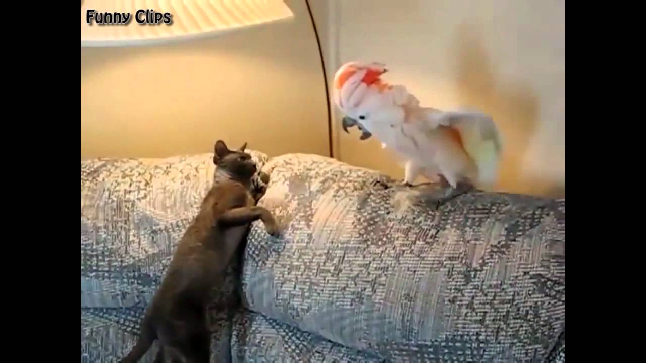cockatoo is angry on cat | Cat and Parrot fight - YouTube