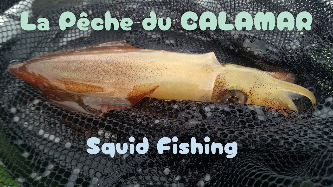 La Pêche du Calamar en kayak - Squid Fishing - YouTube