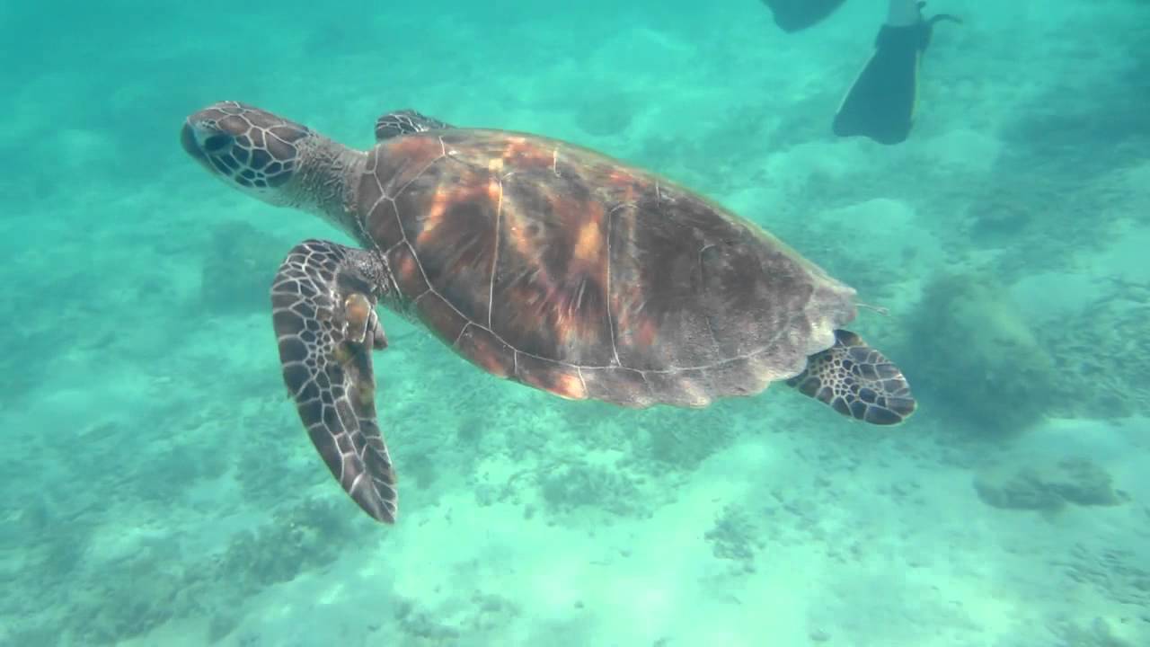Beach entry swimming with sea turtles, Tokashiki Island, Okinawa, Japan ...