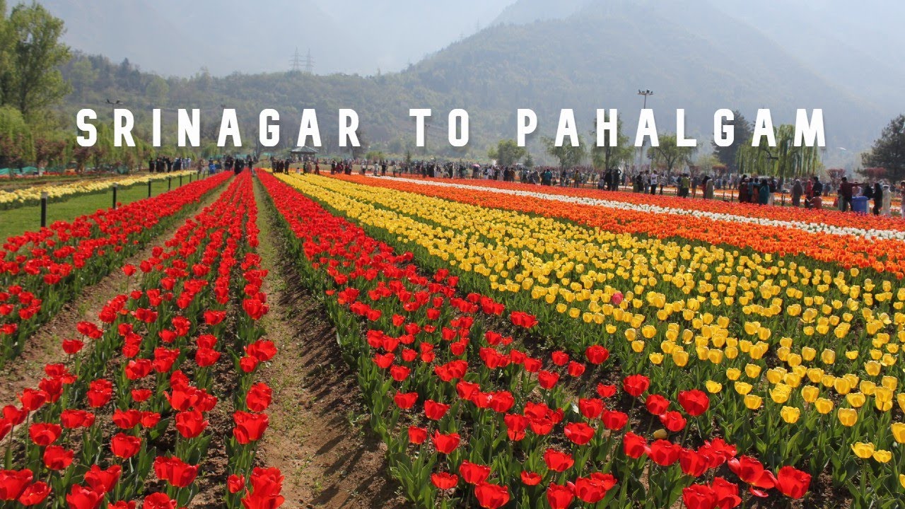 Tulip Garden | Pahalgam | Srinagar to Pahalgam beautiful road journey | EP 6 - YouTube