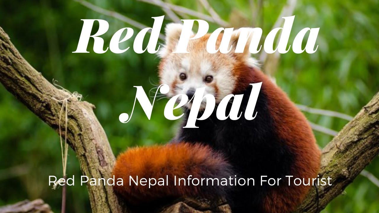 Red Panda Animal In Nepal - YouTube