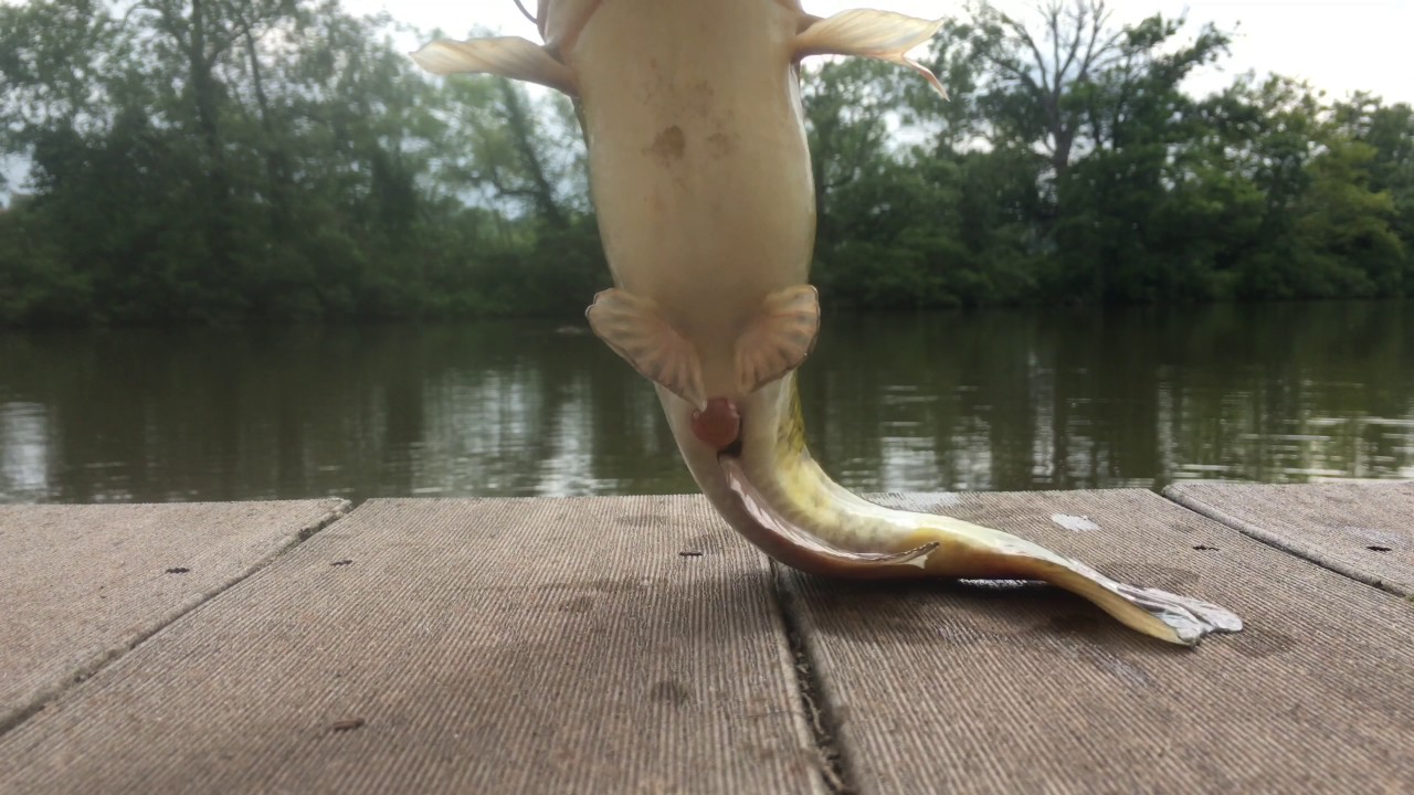 Johnson park pond fishing NJ - YouTube