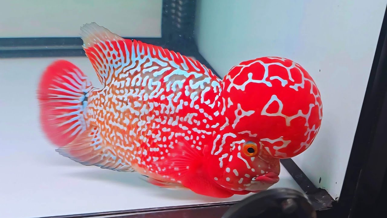 8 Most Beautiful Super Red Flowerhorn | Big Head Kamfa Flowerhorn Fish ...