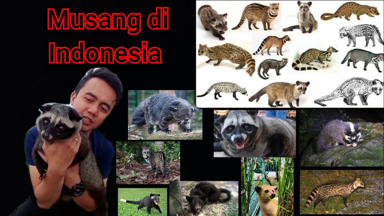 JENIS-JENIS MUSANG YANG ADA DI INDONESIA!! - YouTube