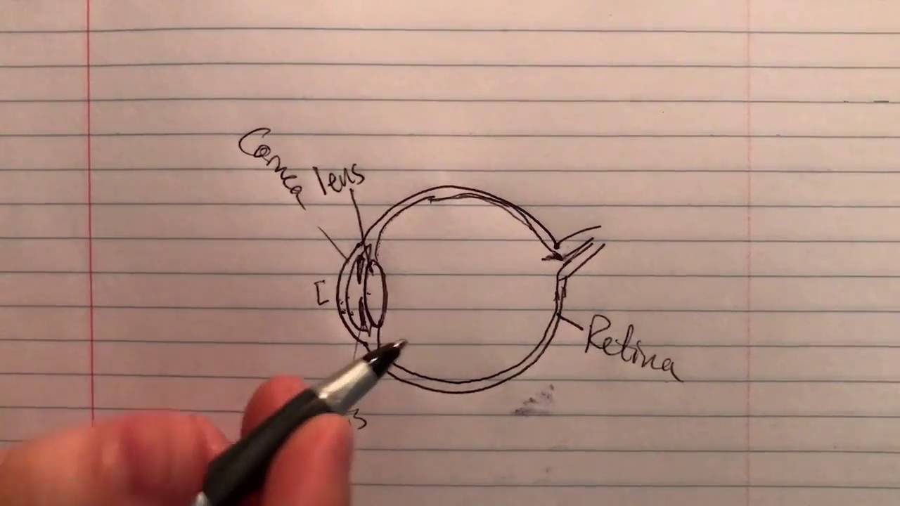 Physiology of Light Receptors - YouTube