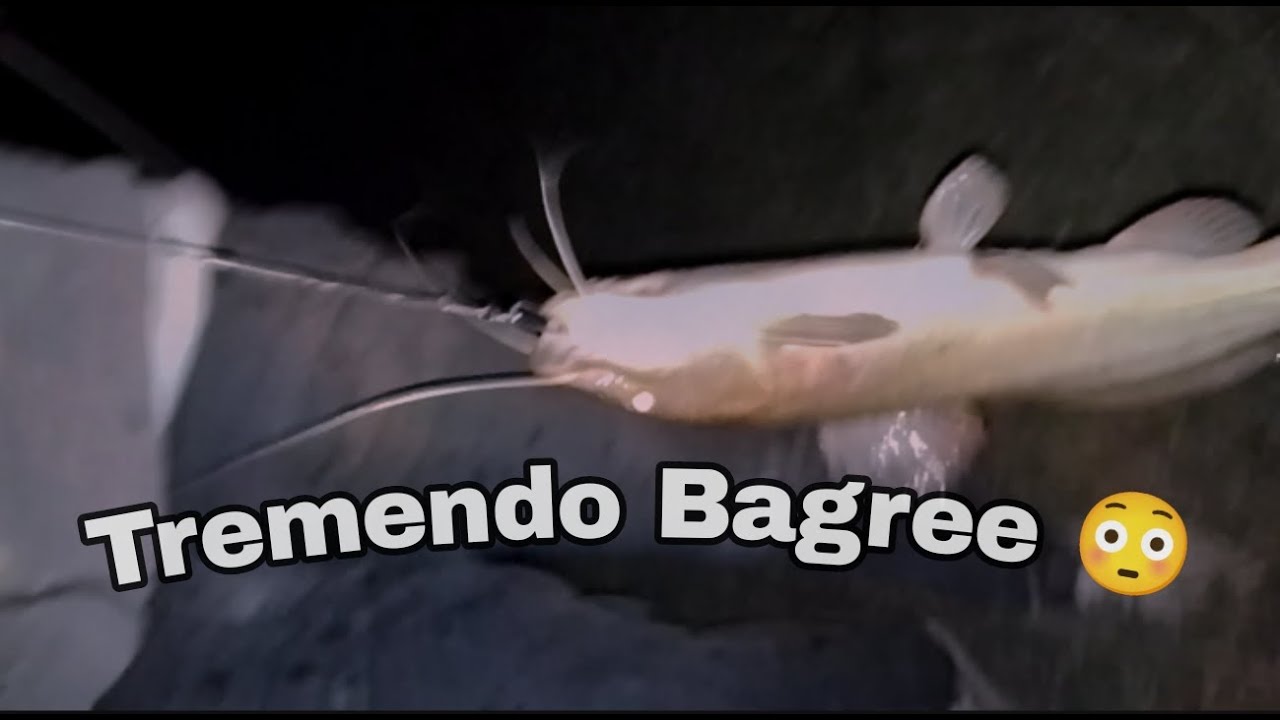 Pescamos Bagree Gigante con rana 😳 Tremenda Pesca en los Puentes 🎣 ...