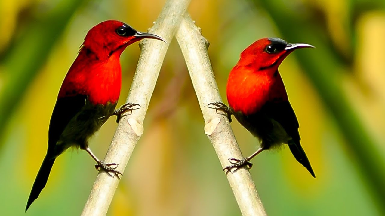 The shrill scream of the red ninja hummingbird - YouTube