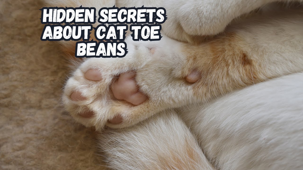 9 Hidden Secrets About Cat Toe Beans (Paw Pads) Explained by Scientists ...